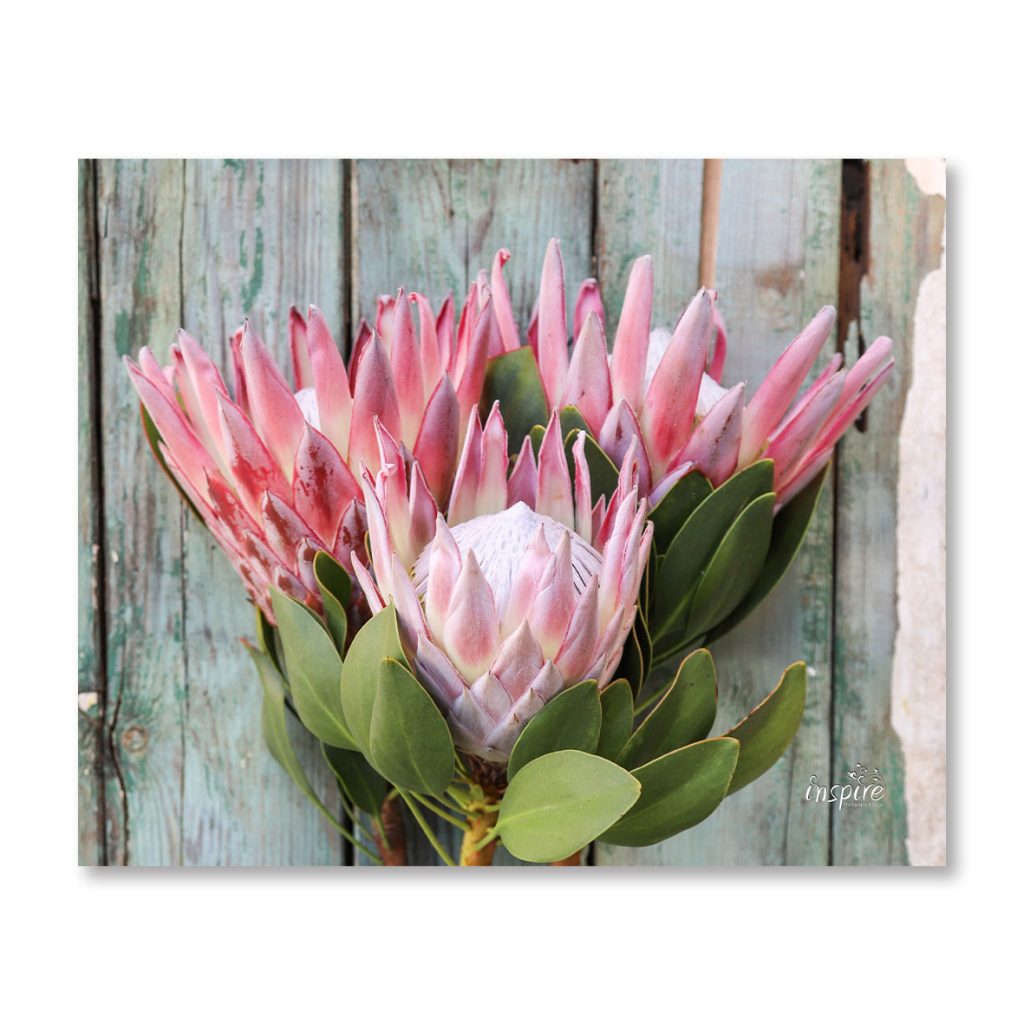 Hot Pot Stand: Protea (Tile PKH73) - Inspire Online Shop